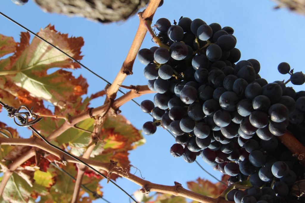 A la découverte de la syrah | Domaine des vignes